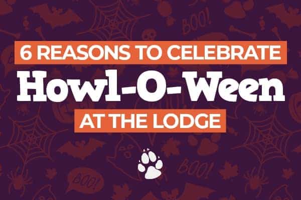 Halloween Activities From Great Wolf Lodge 2023